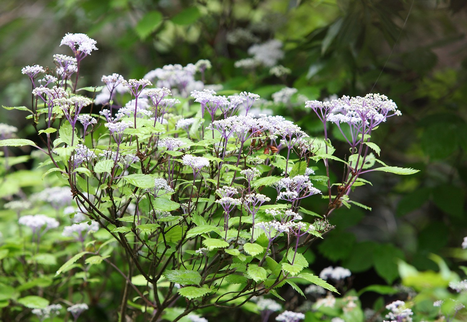 Hydrangea hirta (Thunb.) Siebold