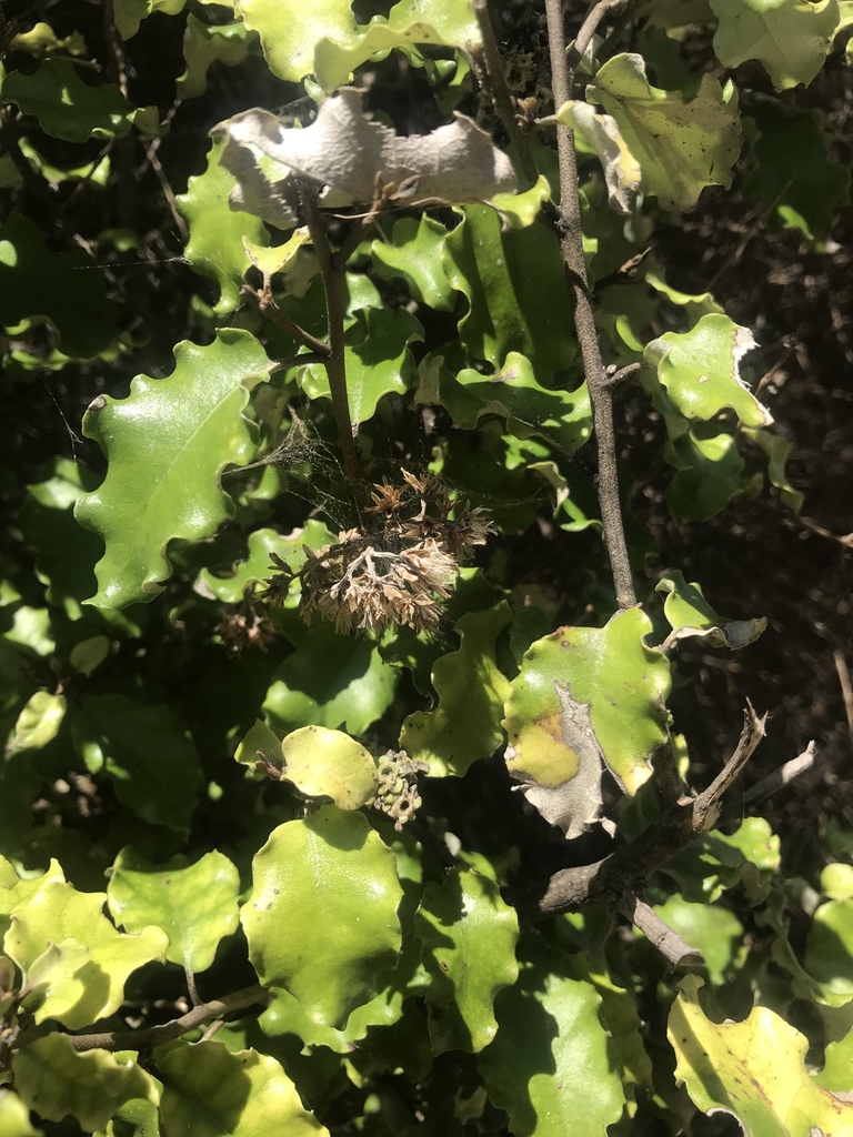 Akiraho from Matiu/Somes Island, Somes Island, Wellington, NZ on ...