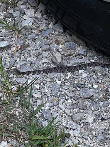 Eastern Copperhead (Agkistrodon contortrix) - Snakes and Lizards
