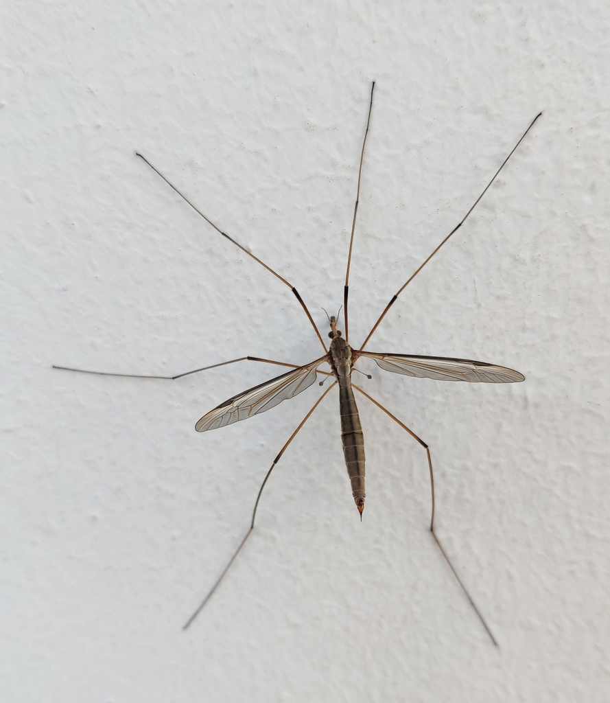 Tipula from Attica, Attica, GR on November 27, 2019 at 12:49 PM by ...