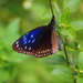 Blue-spotted Crow Butterfly (Euploea midamus) · iNaturalist