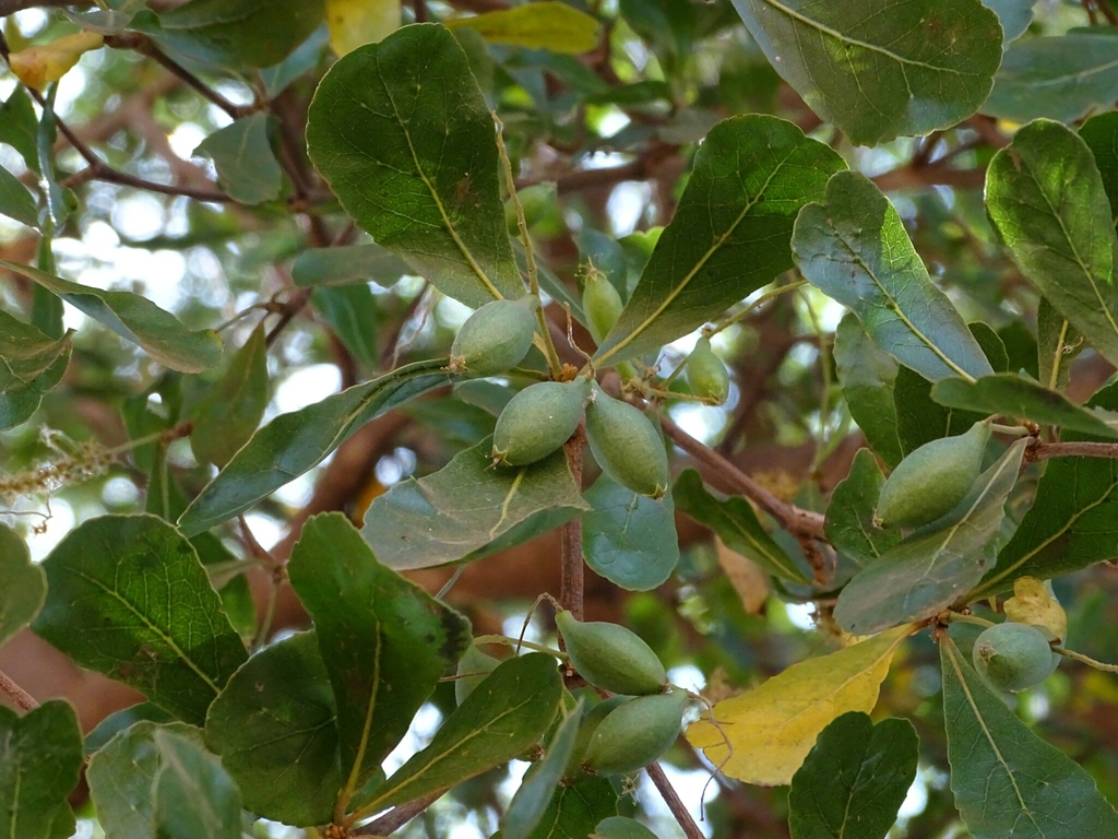 Madagascar almond (Terminalia mantaly) - Botanical Realm