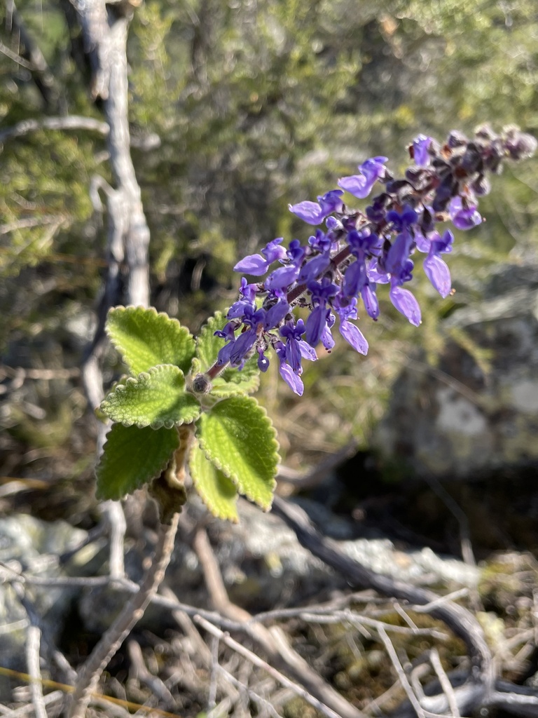 Native Coleus (Coleus graveolens) - Botanical Realm
