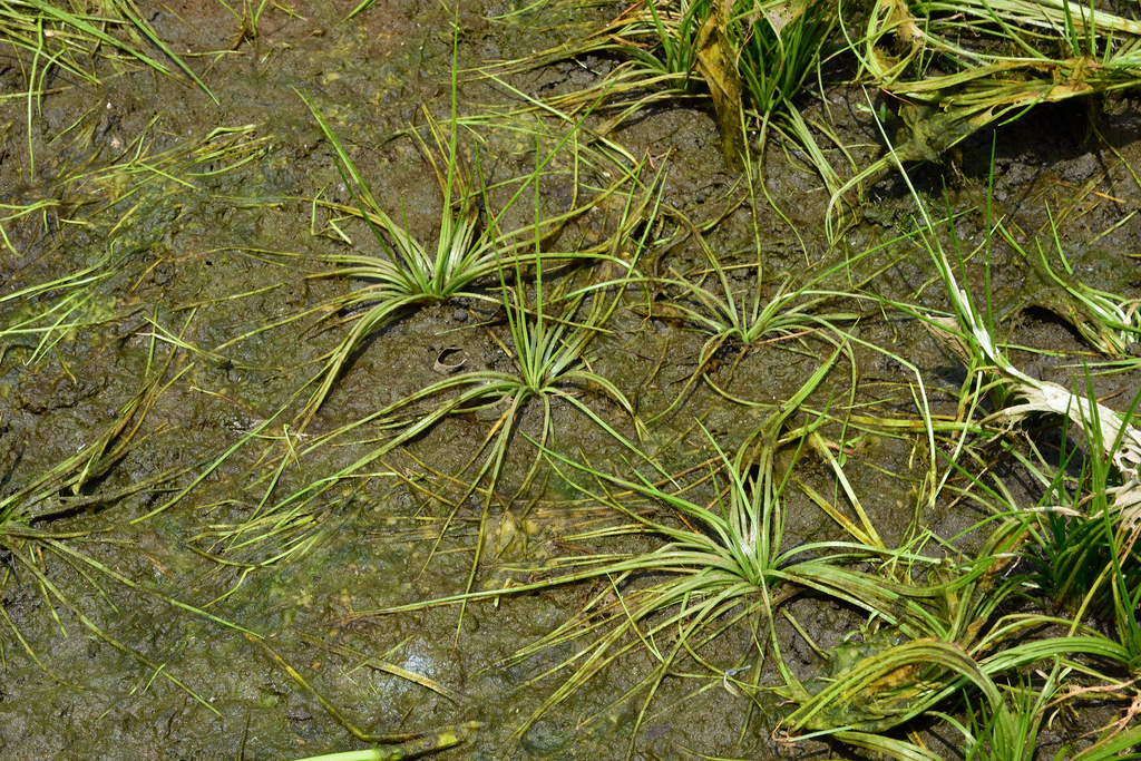 quillworts (Lycophytes of the Pacific Northwest) · iNaturalist