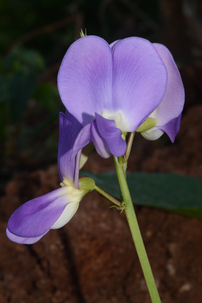 (Lablab purpureus bengalensis) - Botanical Realm