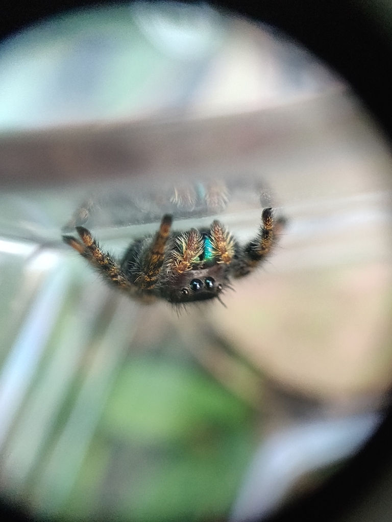 Bold Jumping Spider in September 2025 by kmoncure. Found inside my ...