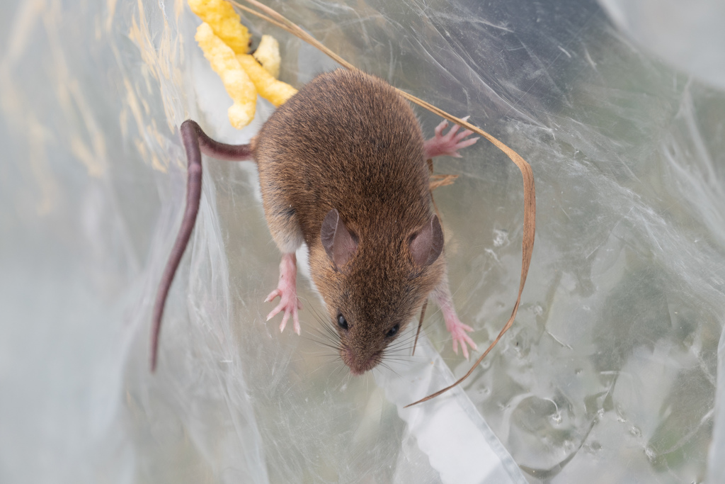 Ryukyu Mouse from Yilan, Taiwan, Taiwan on September 23, 2019 at 09:08 ...