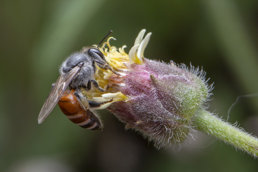 Red Dwarf Honey Bee from Straits View, Singapore on November 27, 2019 ...
