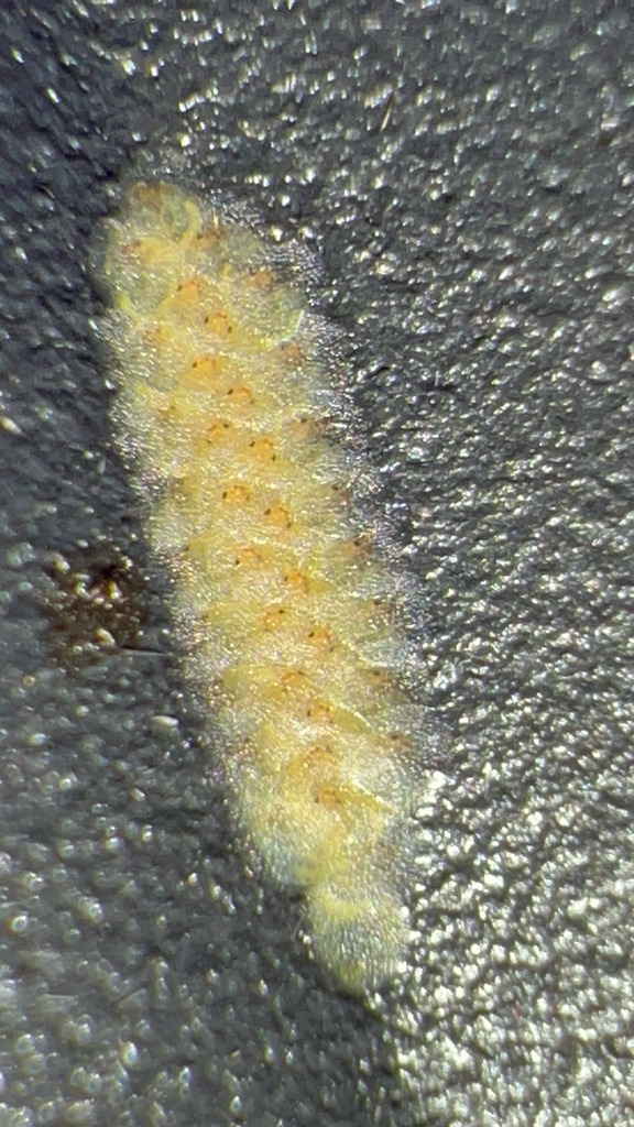 Winged and Once-winged Insects from E Stanton Ave, Columbus, OH, US on ...