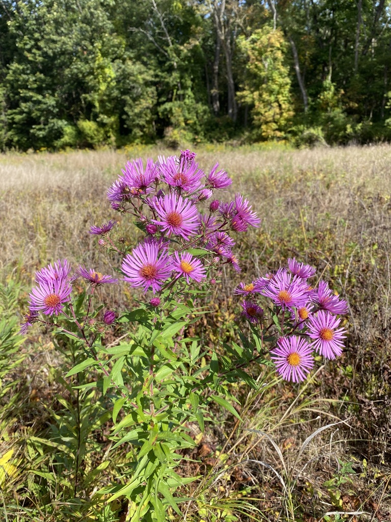 New England aster from Fannie Stebbins Wildlife Refuge, 202 Bark Haul ...