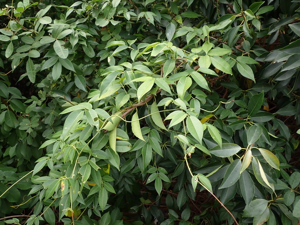 Common Derris from 台灣屏東縣 on November 19, 2019 at 10:29 AM by Kuan-Chieh ...