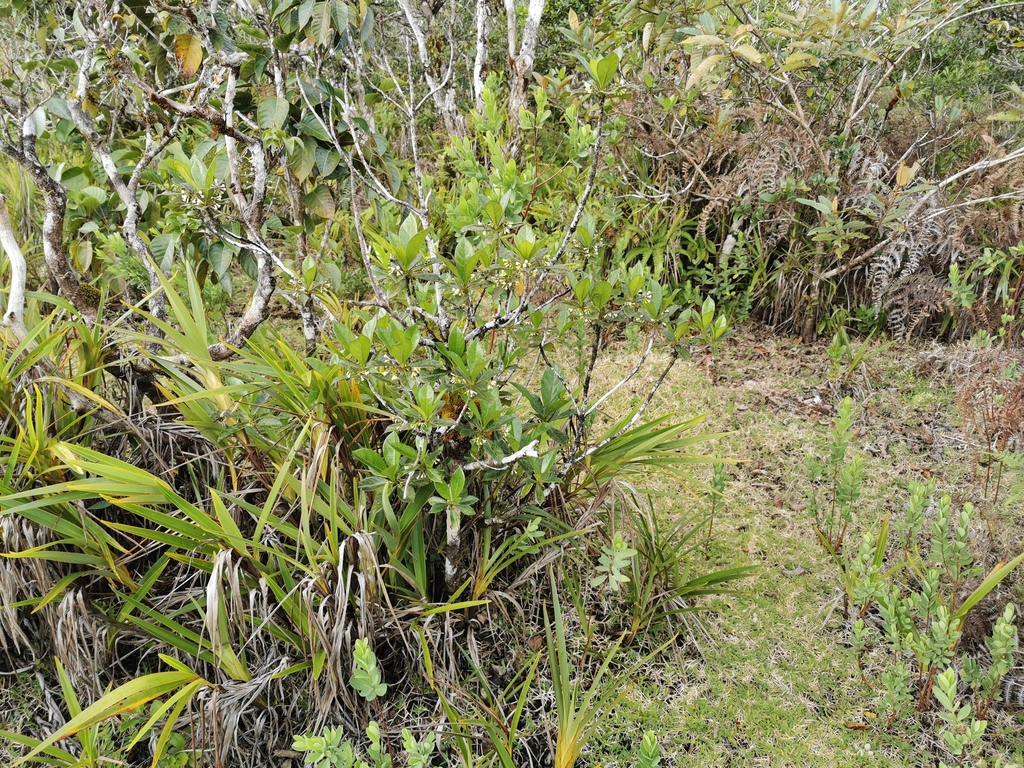 Antirhea borbonica from Plaines Wilhems, Maurice on October 07, 2019 at ...