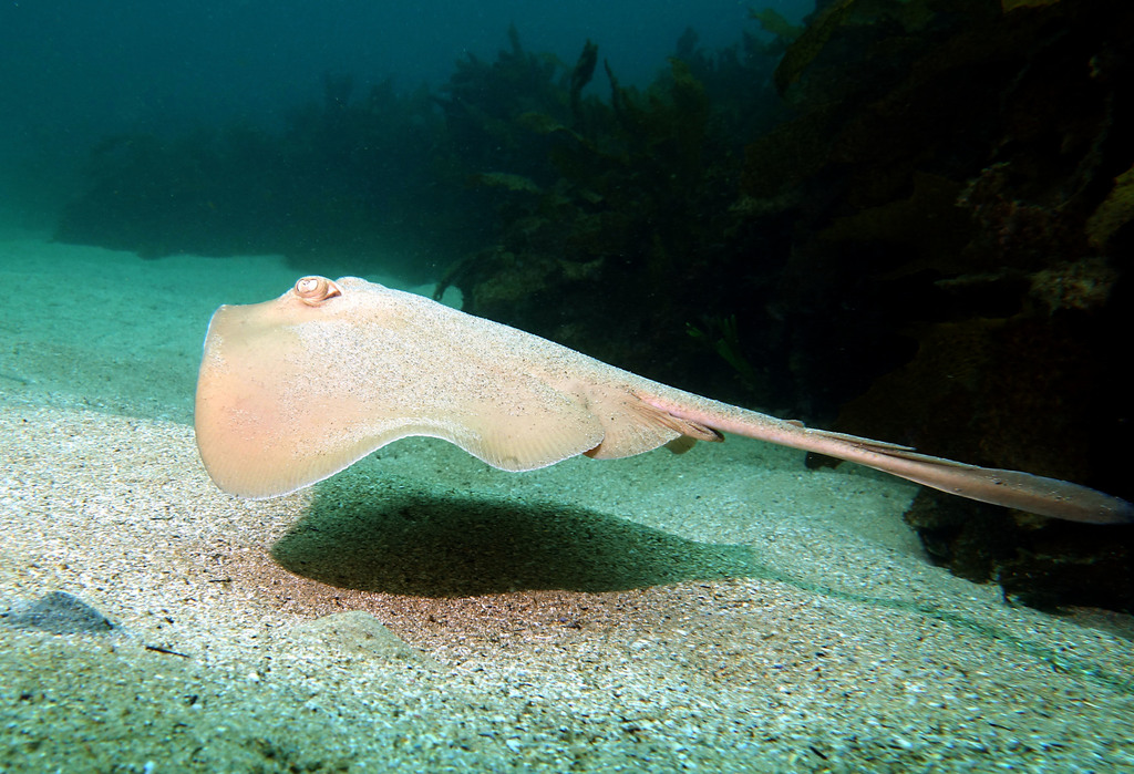 Common Stingaree (Trygonoptera testacea) - Marine Life Identification