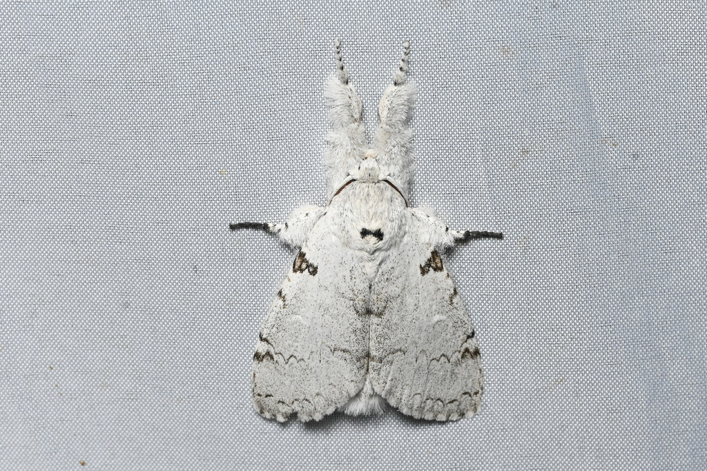 Calliteara varia in July 2024 by 郭燕青 · iNaturalist