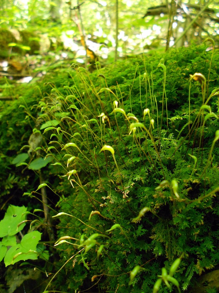 delicate fern moss (Thuidium delicatulum) - Botanical Realm