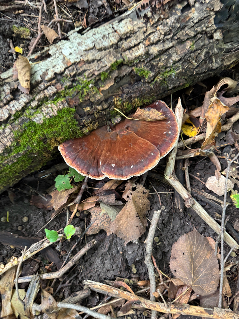 Resinous Polypore from Merrimac, WI, US on September 21, 2025 at 12:28 ...
