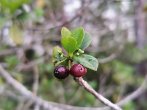 Genus Antirhea · iNaturalist United Kingdom
