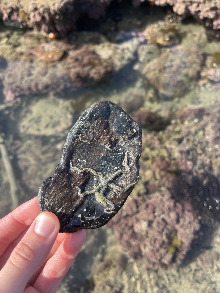 Ophiactis resiliens from Long Bay, Albany Ward, Auckland, NZ on July 25 ...