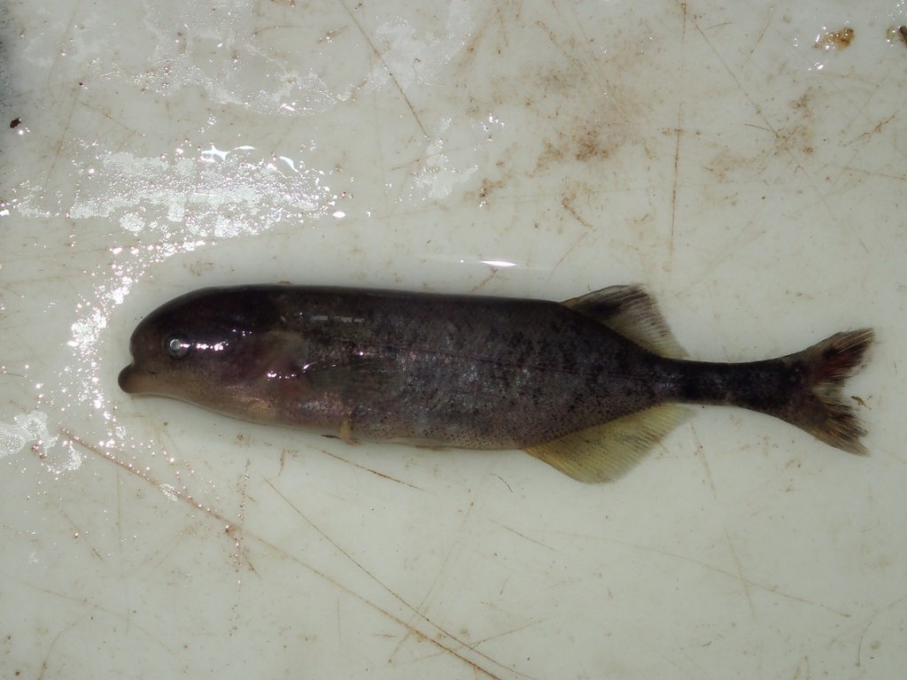 Limpopo Bulldog Fish (Marcusenius krameri) - Marine Life Identification