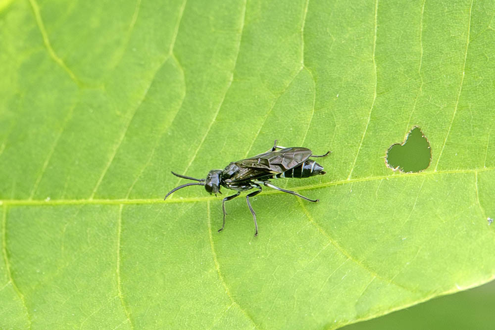 Allantus luctifer from 日本、〒206-0002 東京都多摩市一ノ宮 on September 23, 2025 at ...