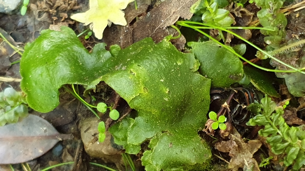Monoclea forsteri from Wainuiomata, Lower Hutt, New Zealand on November ...