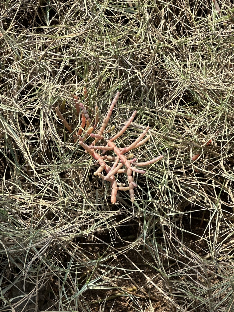 Tecticornia from ANZAC Memorial Park, Seaforth, QLD, AU on September 23 ...