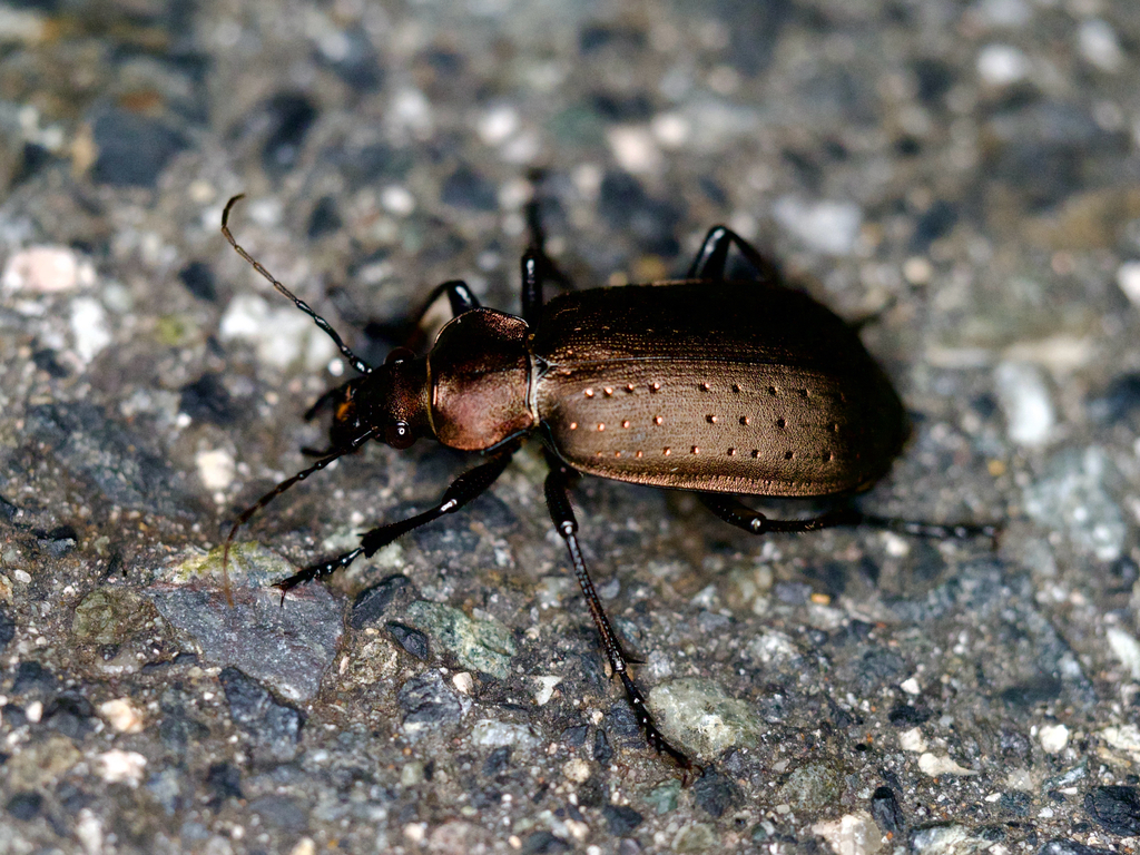 Calosoma chinense from Daisen Kanjo Road, Daisen, Tottori, JP on ...