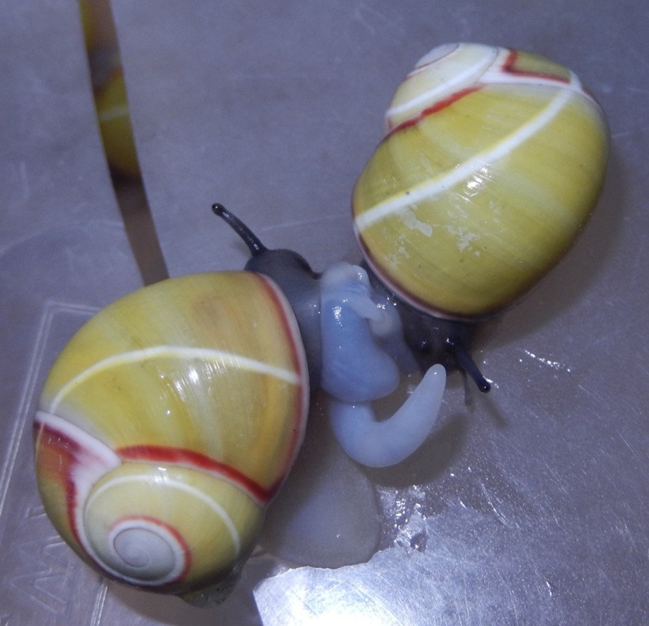 Polymita venusta from Jiguaní, Cuba on November 27, 2019 at 04:25 PM by ...