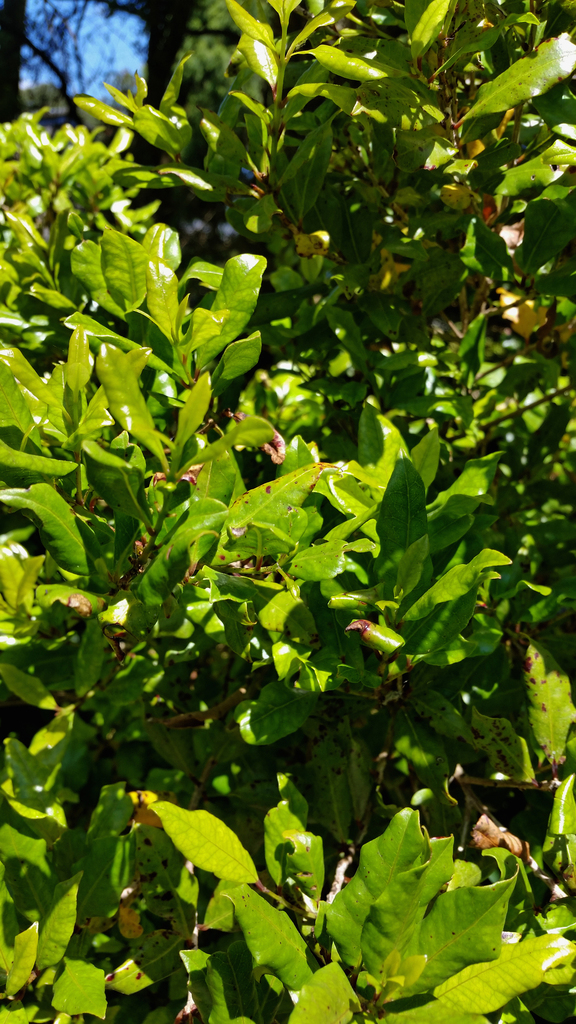 Swamp maire from Auckland, North Shore, Birkenhead, Eskdale Reserve ...