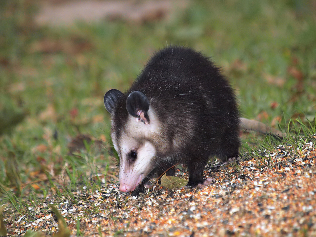 Virginia Opossum from Leicester St, Garland, TX, USA on November 20 ...