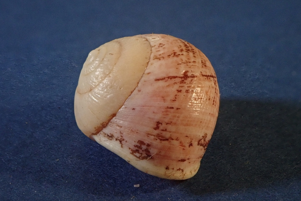 Helicinidae from Puerto Plata, Dominican Republic on June 01, 1988 by ...