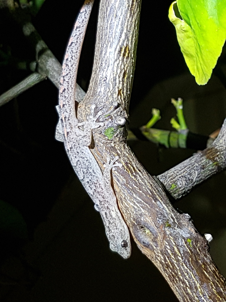 Southern Marbled Gecko (Reptile Watch Porongurup) · iNaturalist