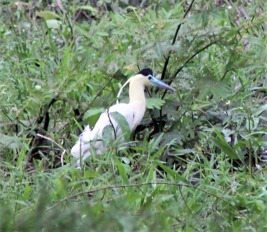 Capped Heron from Armero, Tolima, Colombia on November 6, 2019 at 02:32 ...