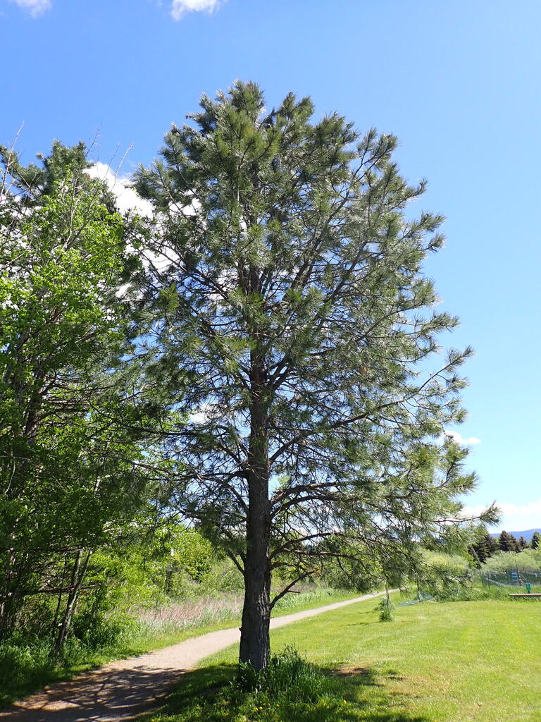 hard pines from Langohr Park, east Bozeman, Gallatin County, Montana ...