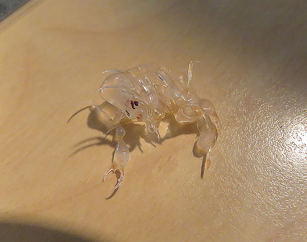 Phronima sedentaria (Forskål, 1775)