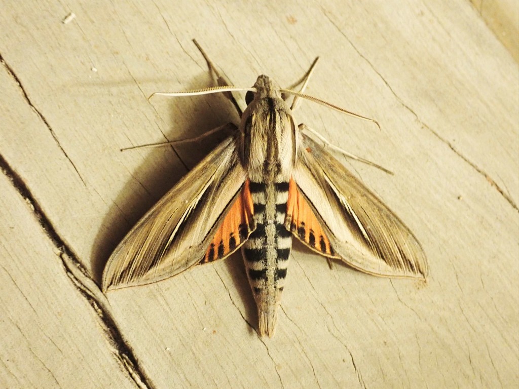 Caicus Sphinx (Lepidoptera of Loreto, Peru) · iNaturalist