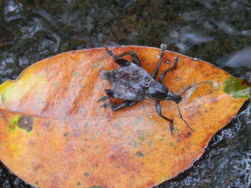 Genus Elytrurus · iNaturalist