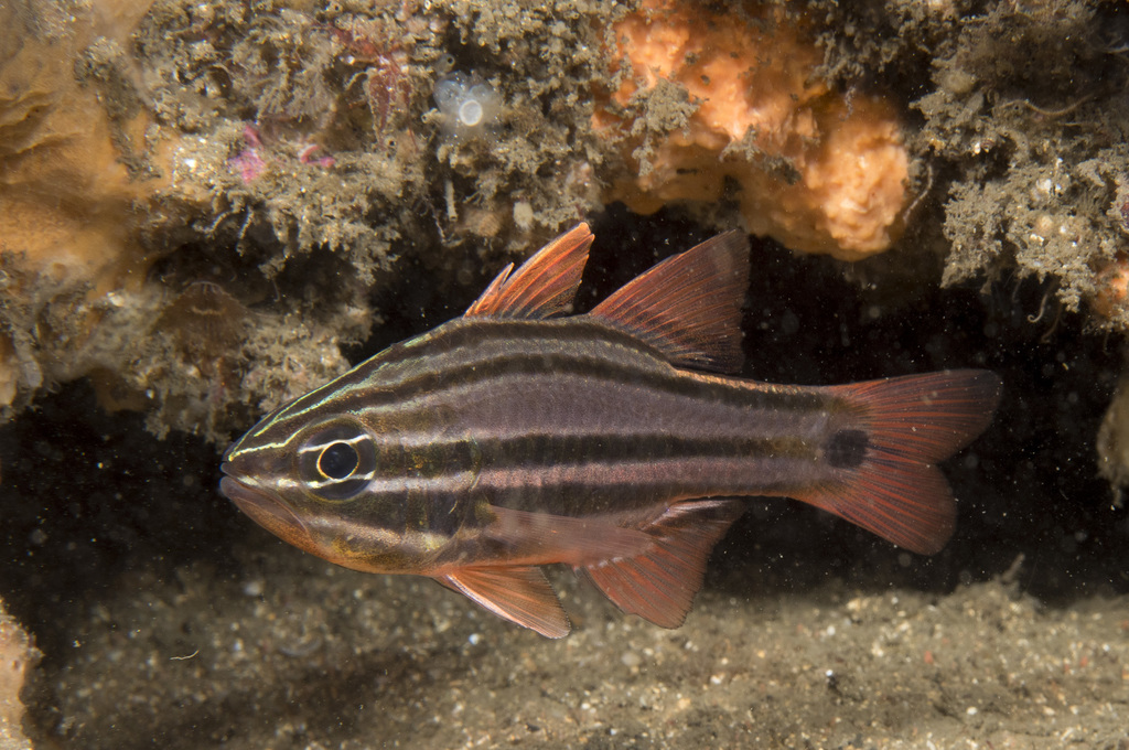 Sydney Cardinalfish from "Bare Island, Botany Bay, New South Wales ...