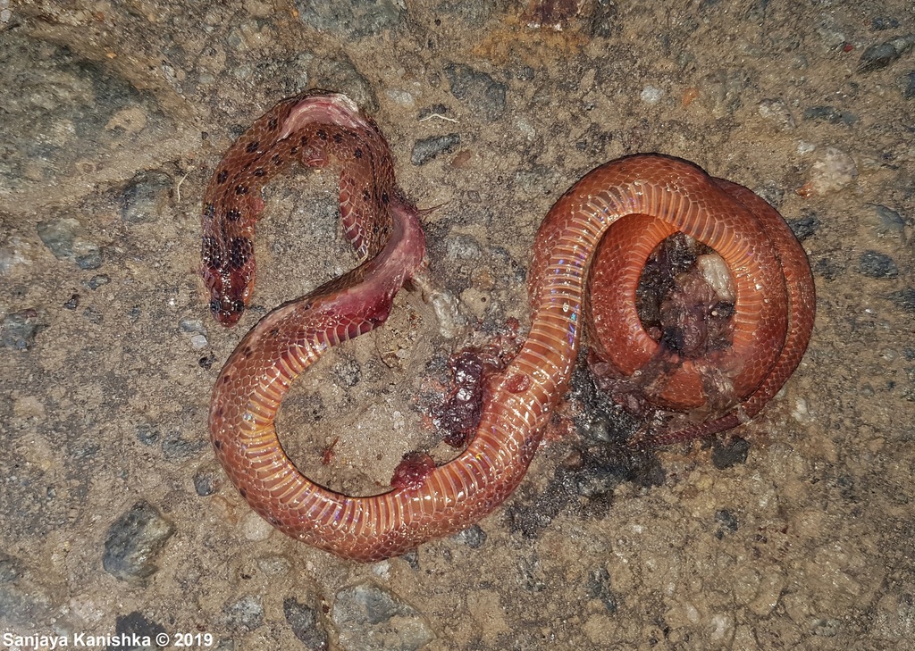 Ceylon Keelback in November 2019 by Sanjaya Kanishka · iNaturalist