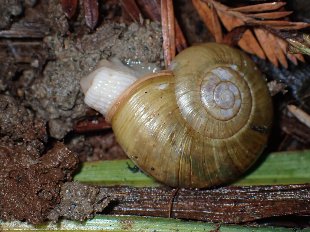 Robust Lancetooth Snail from Arcata, CA, USA on September 20, 2025 at ...