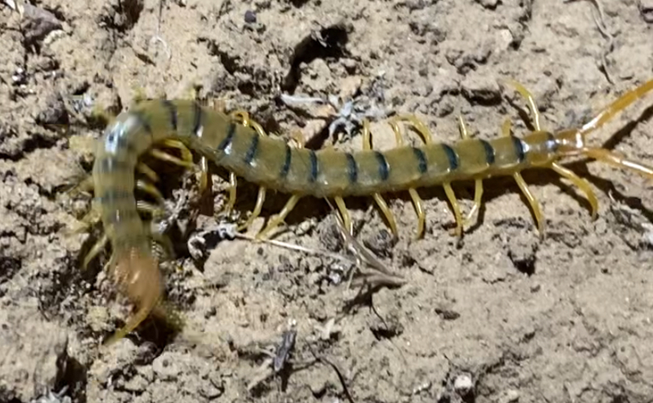 Common Desert Centipede from Rio Blanco County, CO, USA on July 22 ...