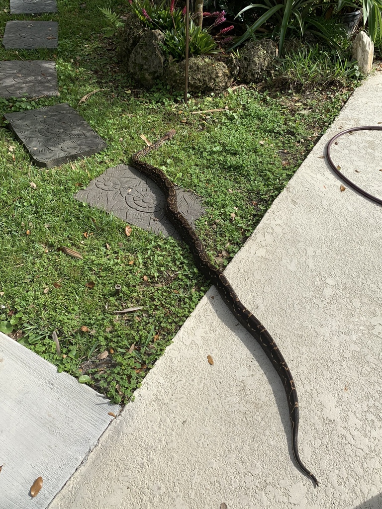 Boa Constrictors from NW 30th Pl, Sunrise, FL, US on February 09, 2019 ...