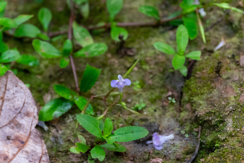 Bonnaya sanpabloensis in November 2019 by Shawn O'Donnell · iNaturalist