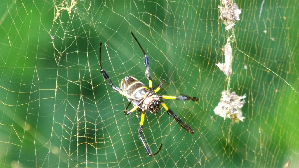 Trichonephila turneri from Mfoundi, Cameroon on January 28, 2014 at 11: ...