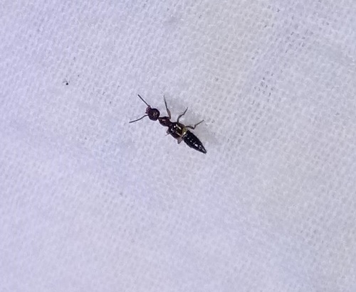 Rugilus angularis · iNaturalist