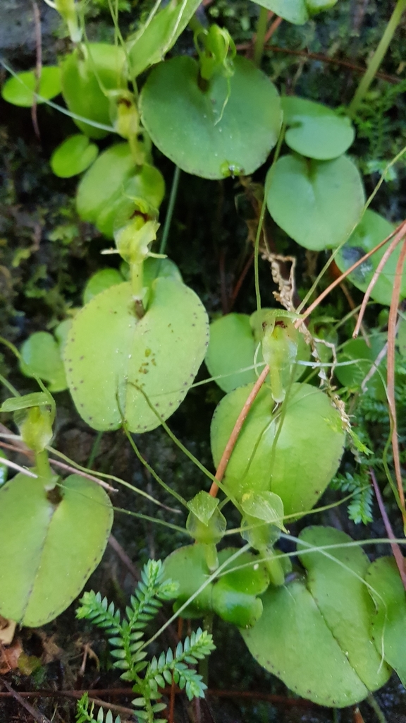Corybas papa from Te Wera, New Zealand on August 29, 2019 at 09:00 AM ...