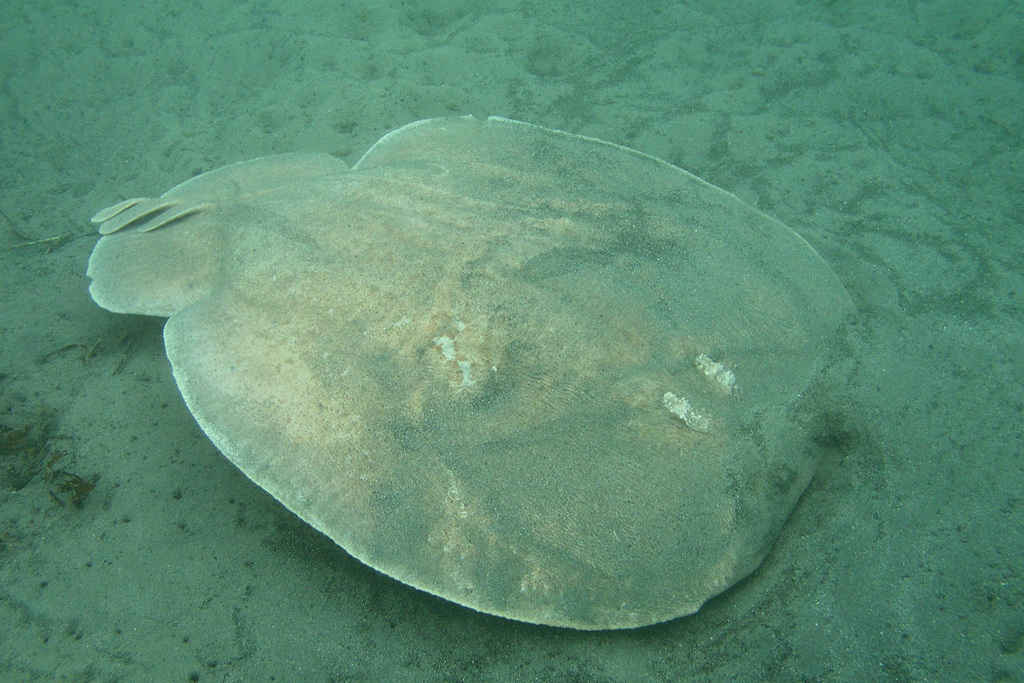 Coffin Ray (Hypnos monopterygius) - Marine Life Identification