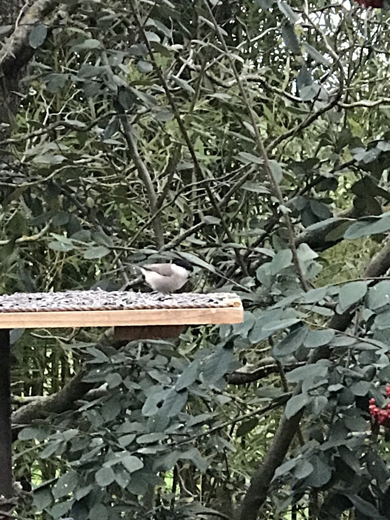 Marsh Tit from Rue de Nillieux, Champagney, Franche-Comté, FR on ...
