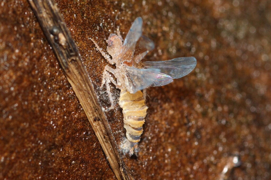 Entomophthoraceae from Crawford County, IN, USA on September 23, 2025 ...