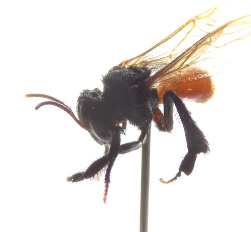 Meliponini (Hymenopteros del cerro de la Popa) · iNaturalist